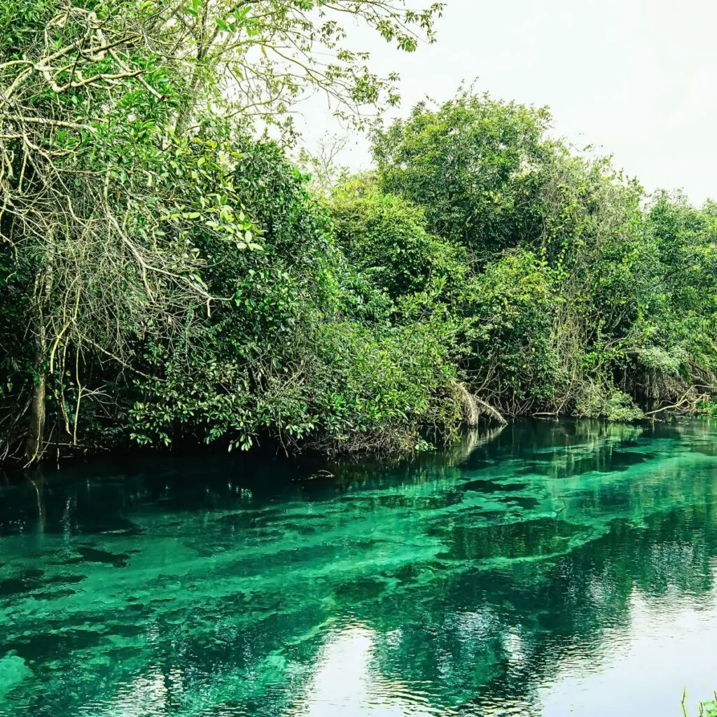 Top 7 Things To Do In Bonito Brazil: Your Guide To Adventure And Nature - Brazil City Guides